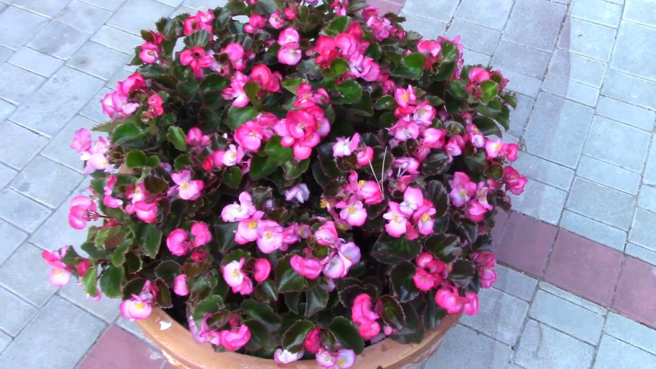 Выращивание бегонии из черенка .