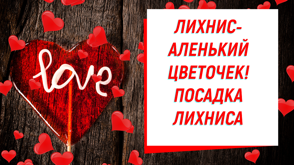 ЛИХНИС- АЛЕНЬКИЙ ЦВЕТОЧЕК!ПОСАДКА ЛИХНИСА #лихнис#лихнисхалцедонский#лихнисизсемян#лихнисвыращивание