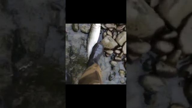 Ловля симы и горбуши на воблер 55 мм (6,2 гр) от Mr. Musurok #shorts