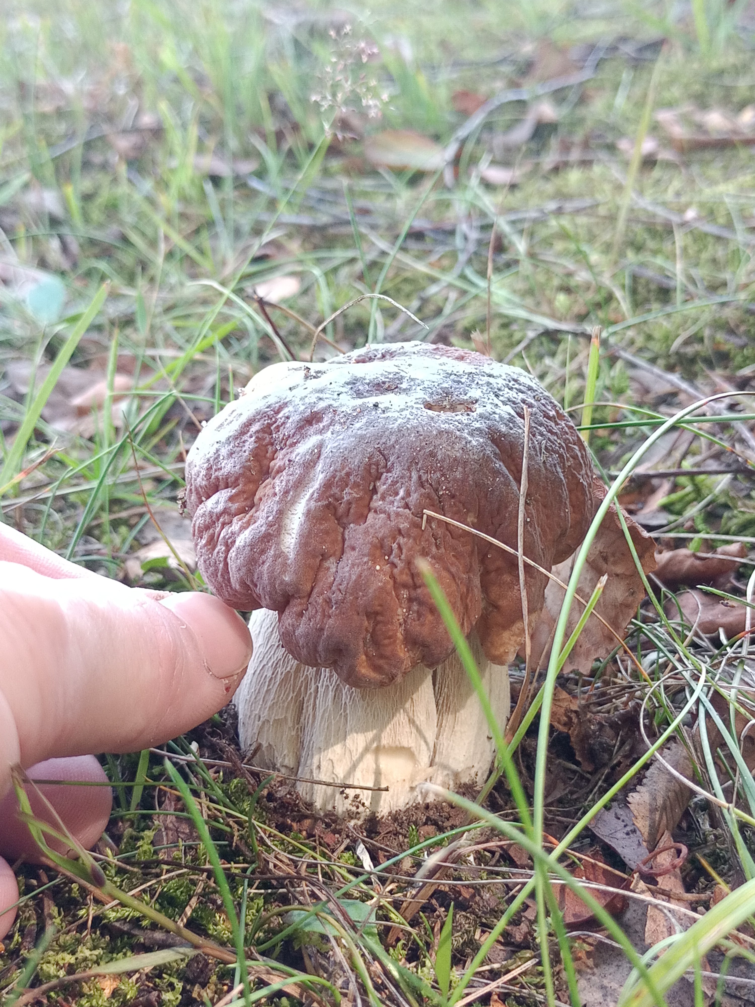 Поляна белых грибов , Псковская область, лето'2023 (часть 1)

#поискгрибов #грибы #белыегрибы