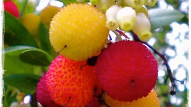 Земляничное дерево.