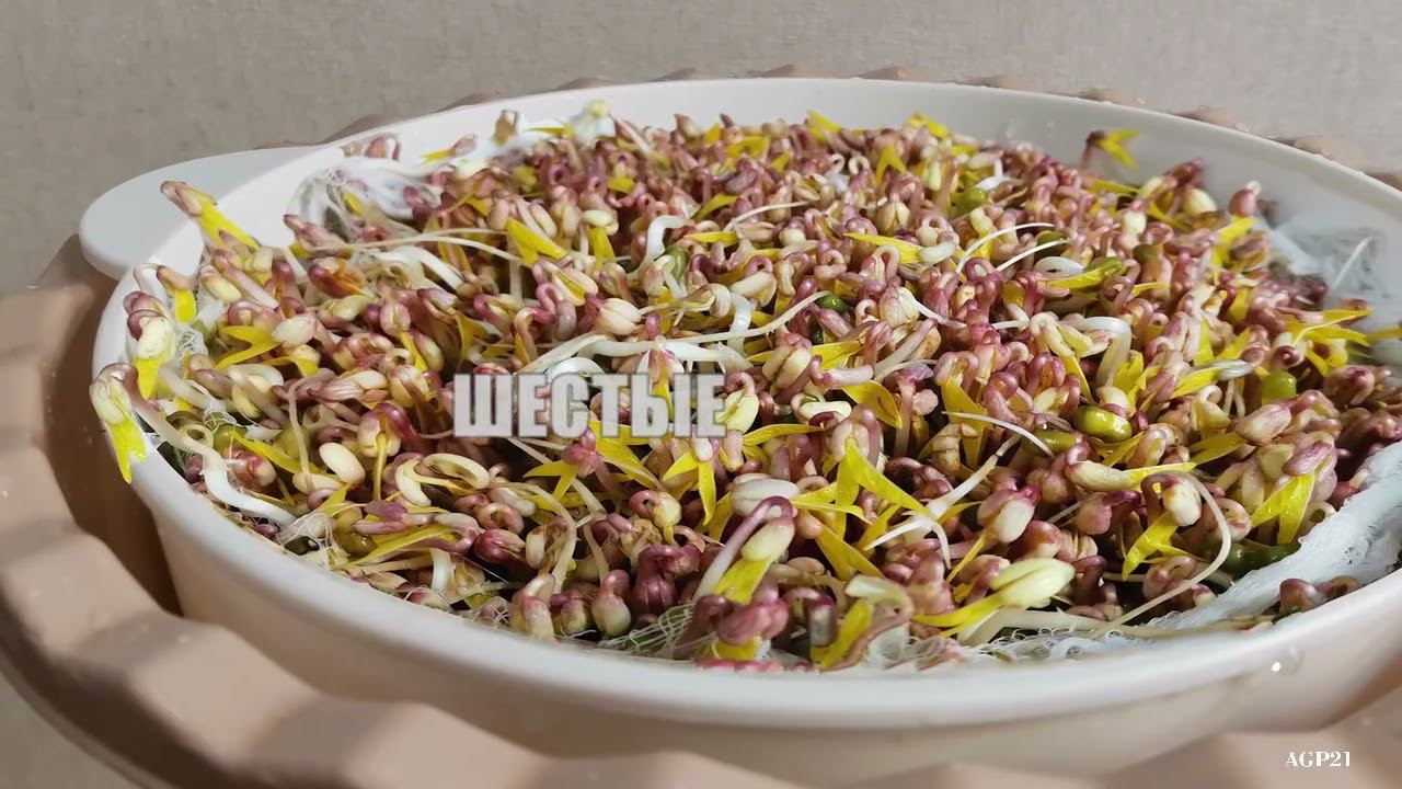 Проращиваю маш