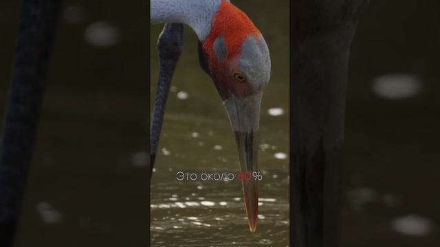 Путешествие по Австралии! #австралия #путишествие #страны #город #люди #туризм.