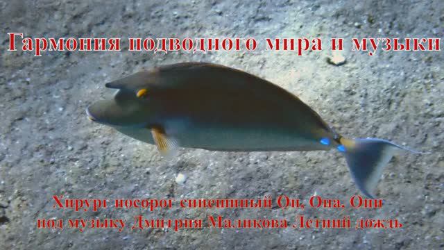 56. Хирург носорог синешипый Он, Она, Они под музыку Дмитрия Маликова Летний дождь