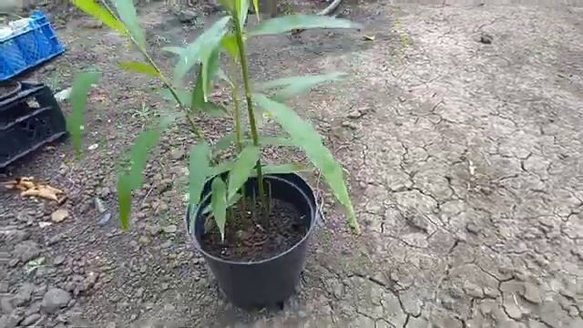 Имбирь, выращиваем дома.