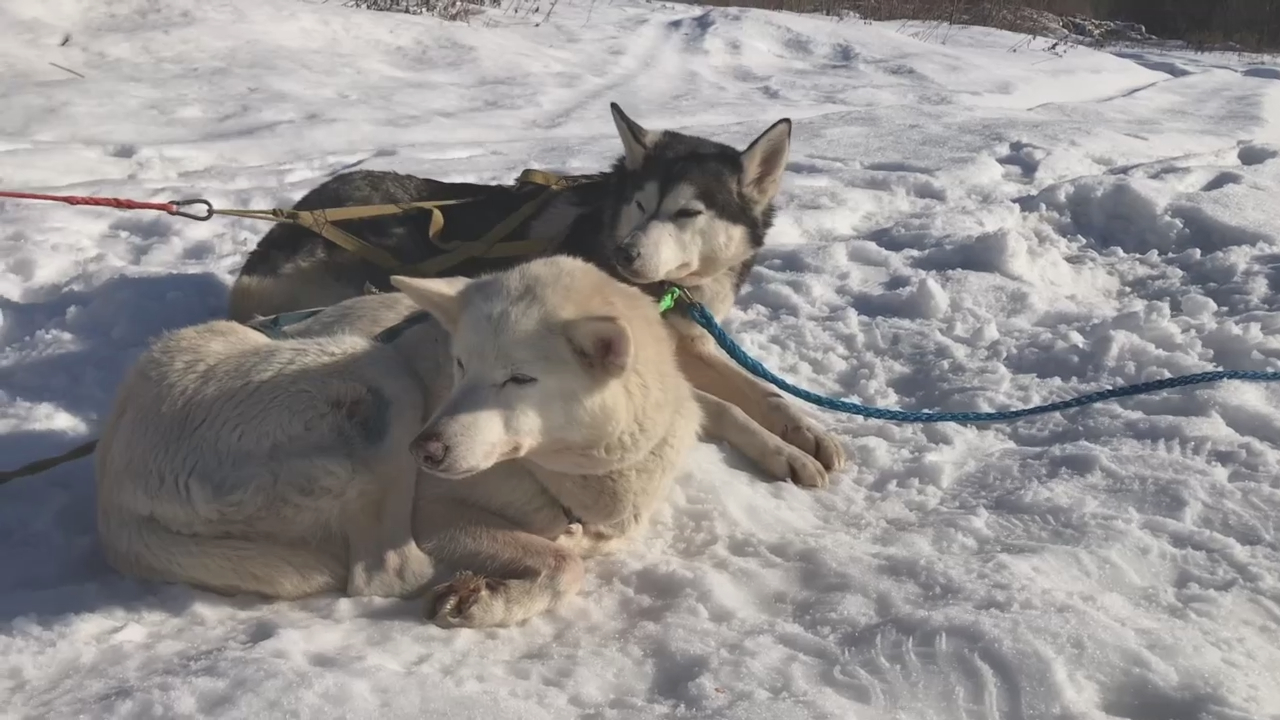Хаски в Кузьминках. Февраль 2019