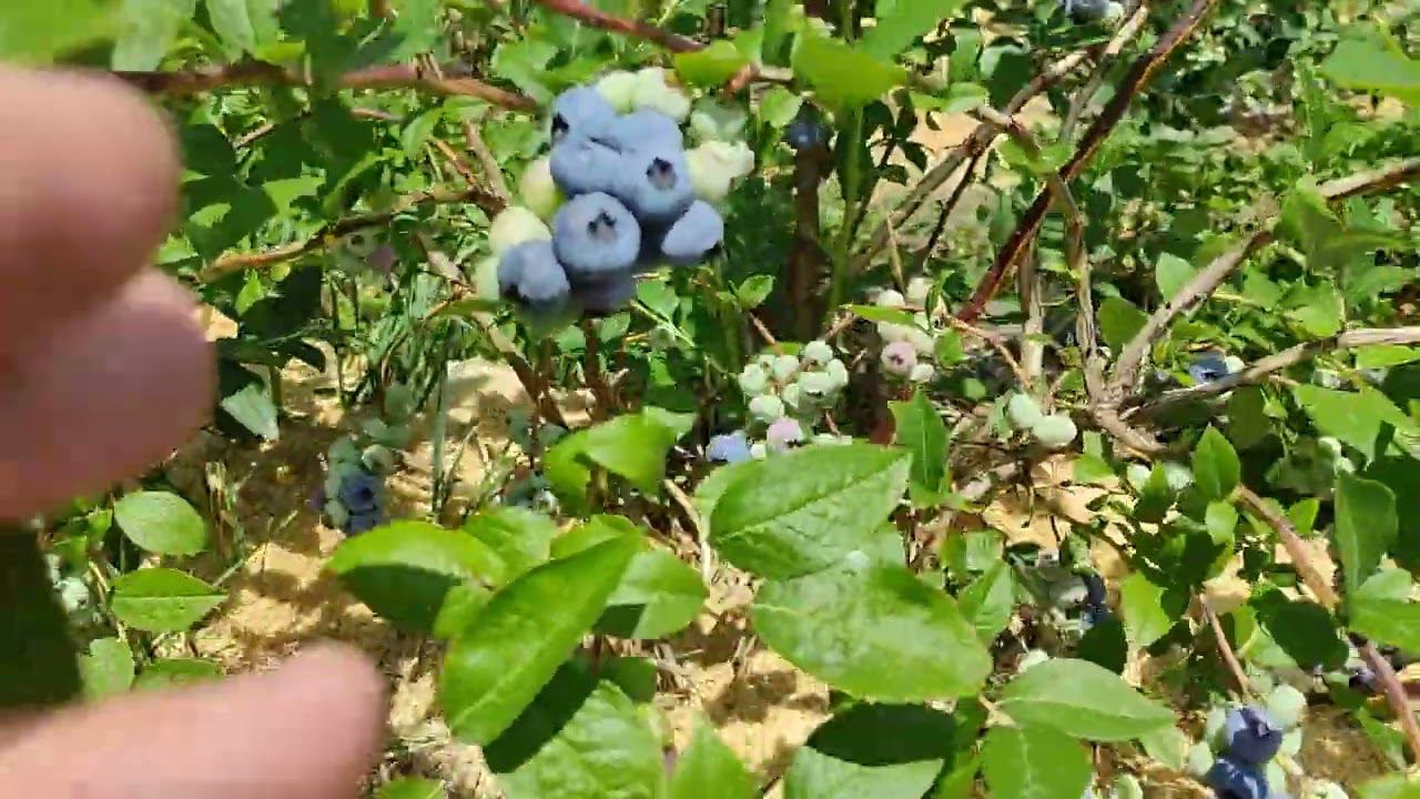 Голубика Торо 2023