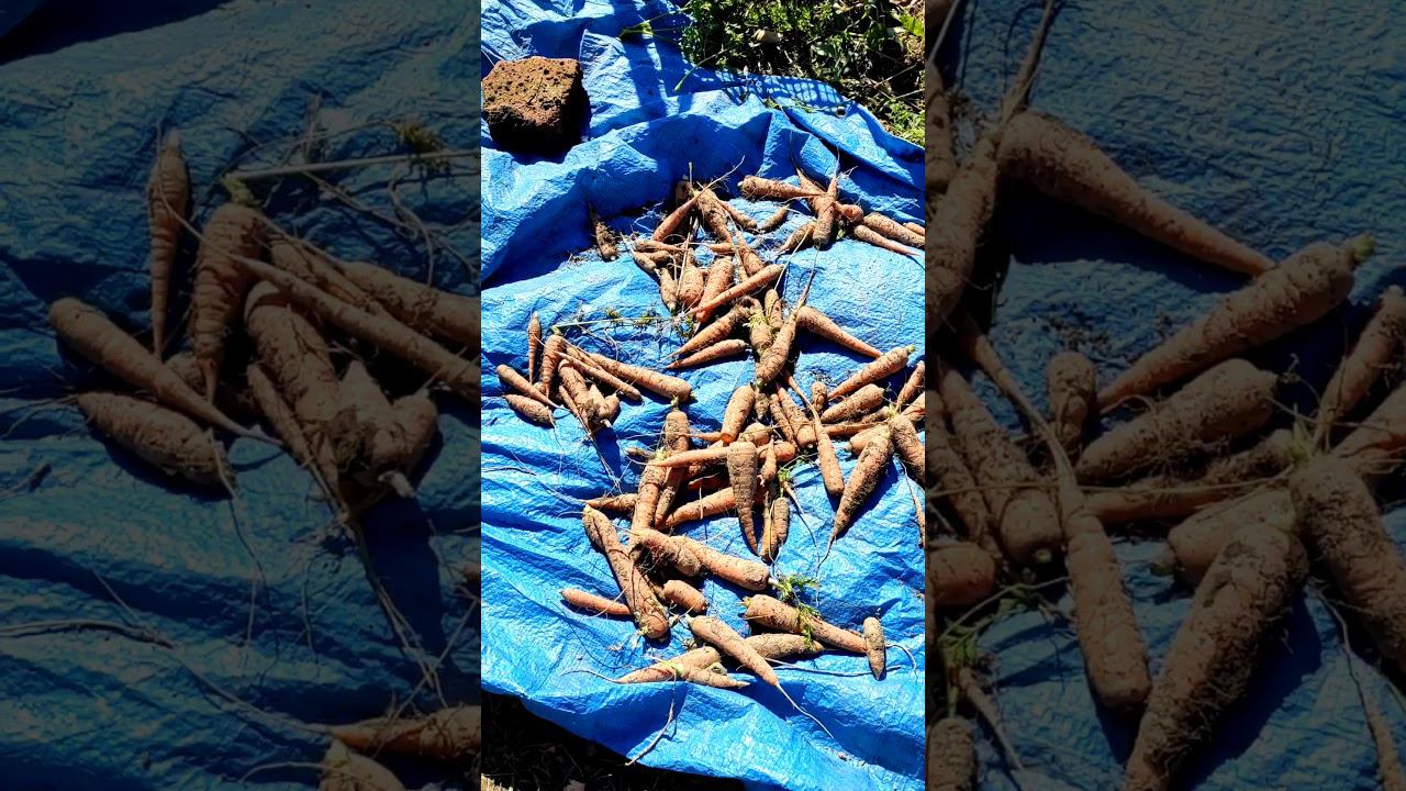 Морковка айтишника!