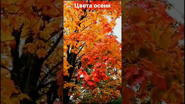 Цвета осени. Александра Миркушова