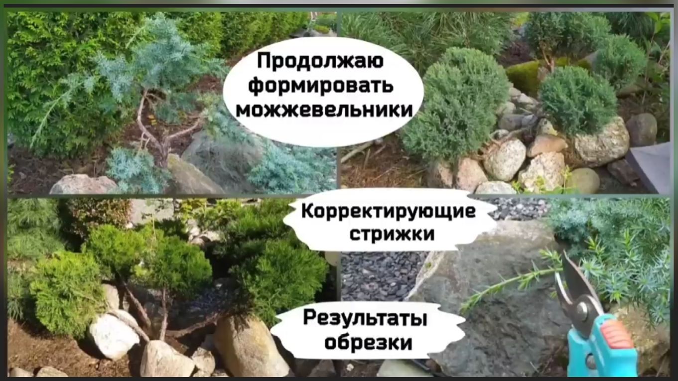 Корректирующие стрижки хвойных.Продолжаю формировать можжевельники.