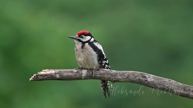 Большой пёстрый дятел