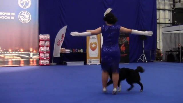 Бордер колли