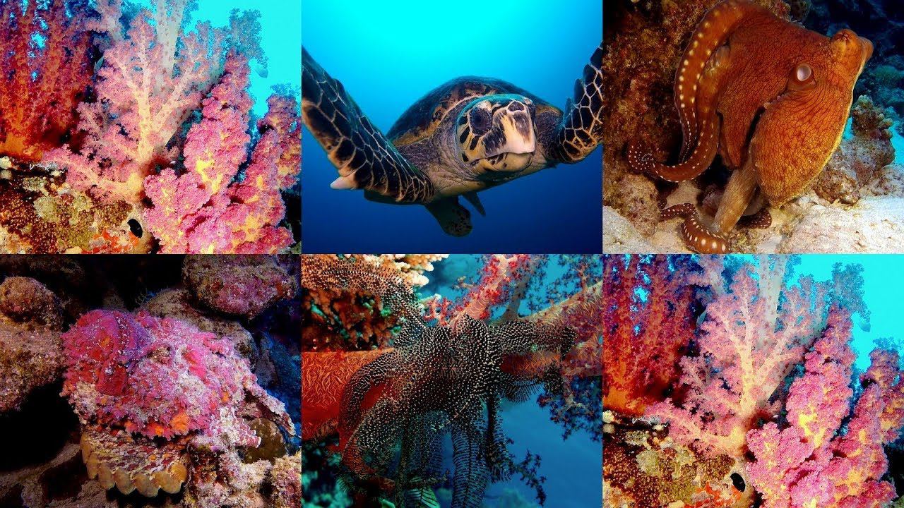 Красное море. Зимние сумерки