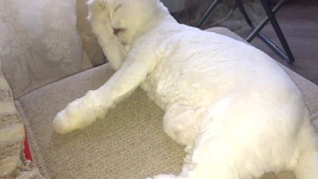 Почему я подстригаю своего кота.