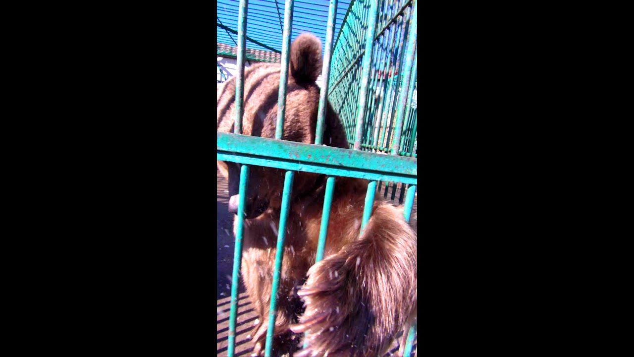 Медведь заинтересовался видеокамерой