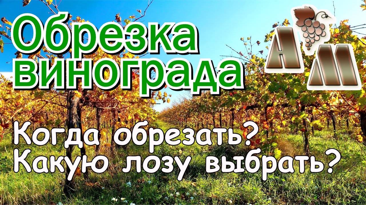 ? Когда обрезать виноград? Какую лозу выбрать при обрезке?
