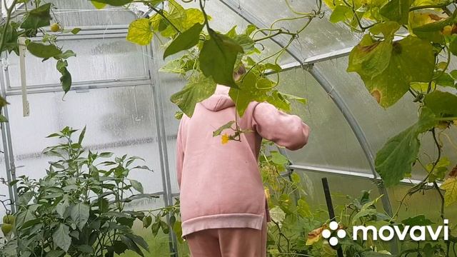 Сборка огурцов от 02.09