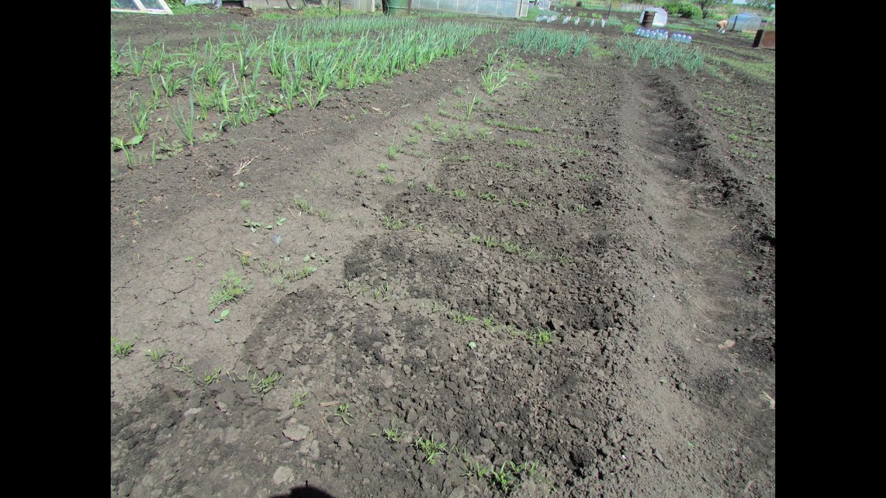 07 ИЮНЯ 2021 ГОД ПРОПОЛКА И РЫХЛЕНИЕ МОРКОВИ И ЧЕСНОКА, ОБЗОР КОМПОСТНИКА.