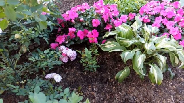 Цветник в тени.mp4