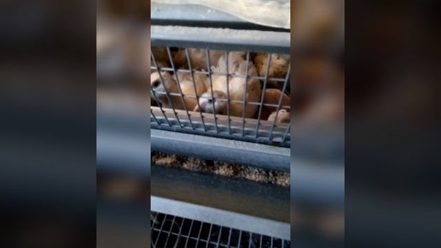 Наше подворье.mp4