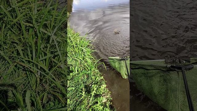 КАК ВЗЯТЬ КАРПА С ТРЕТЬЕГО РАЗА @danclaimant @anglerzphilosophy #маркарыбака #философиярыболова