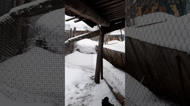 #Приколы #ЮморСамоблокировка в курятнике 
Ссылка на Плейлист в описании