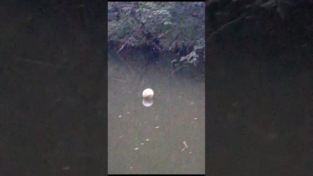 Утки играют в футбол