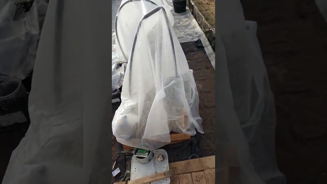 Жара. Новые грядки