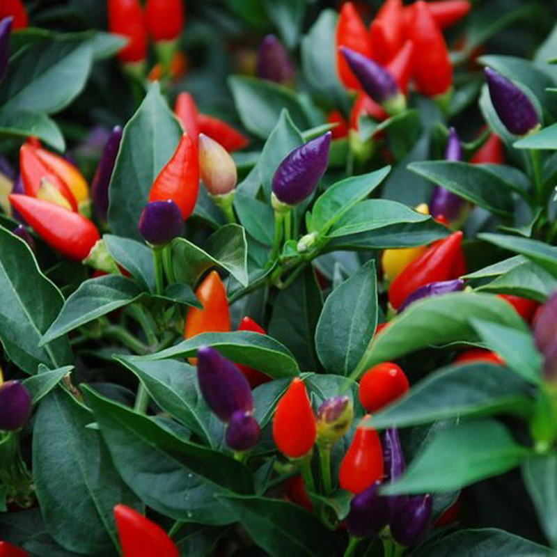 Острый перец Чили.Уход за острым перцем.Чили на подоконнике.Перец.Комнатные растения.Цветы.Startup40