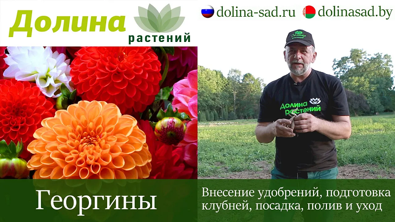 ГЕОРГИНЫ — как cажать, обрабатывать и ухаживать Посадка, полив, уход, болезни. Советы эксперта.