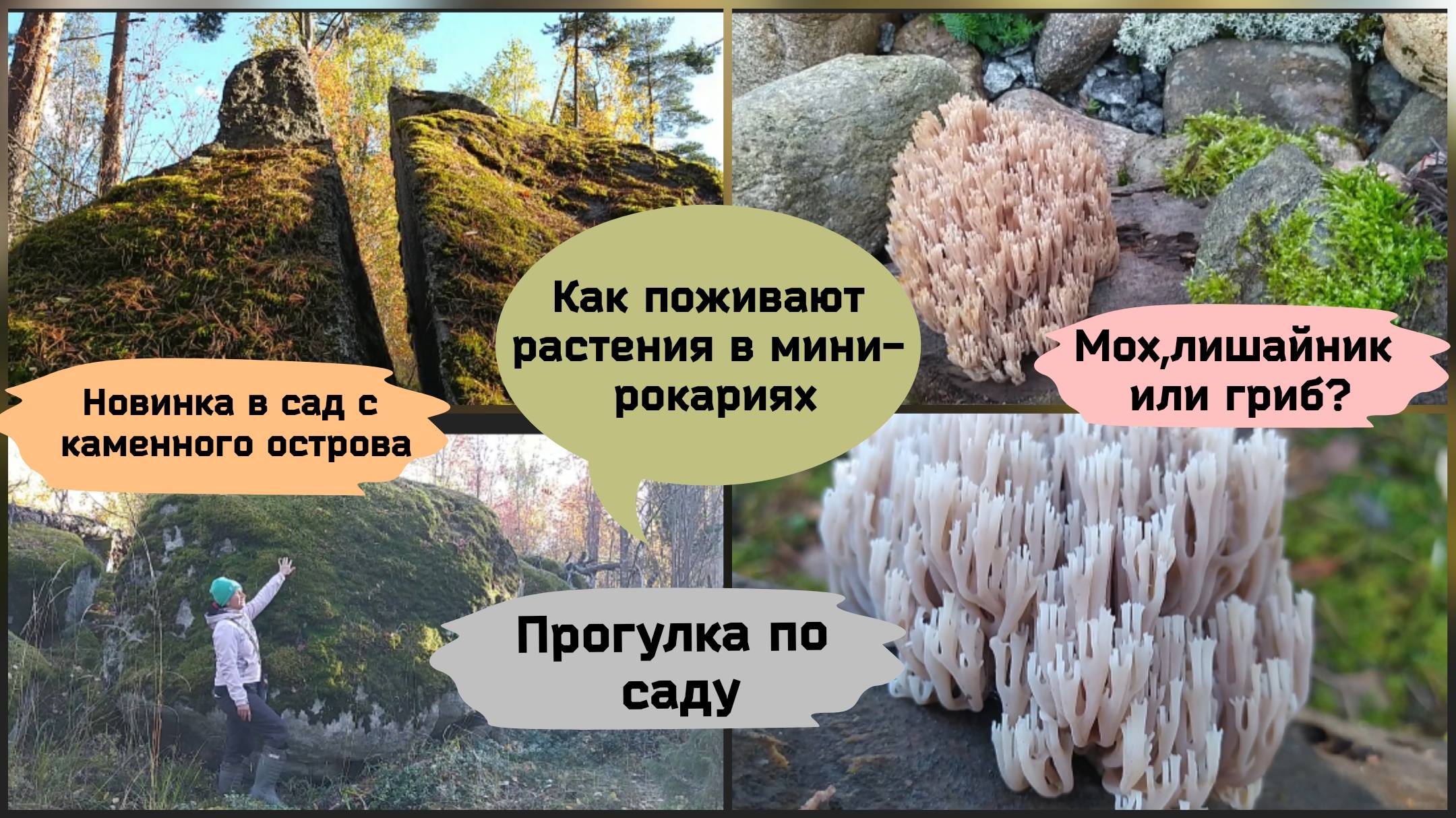Прогулка по саду.Как поживают почвопокровные растения в мини-рокарии ( октябрь 2022 г.)