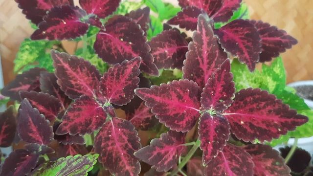 колеус  Stella Red