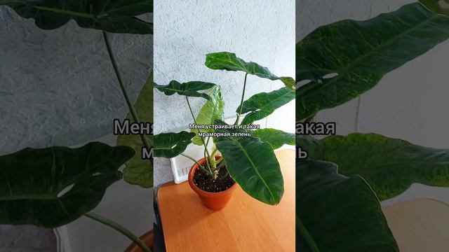 Какой в итоге окрас у ФИЛОДЕНДРОНА Параисо Верде🌸 #вариегатность #цветы #растения #листья #shorts