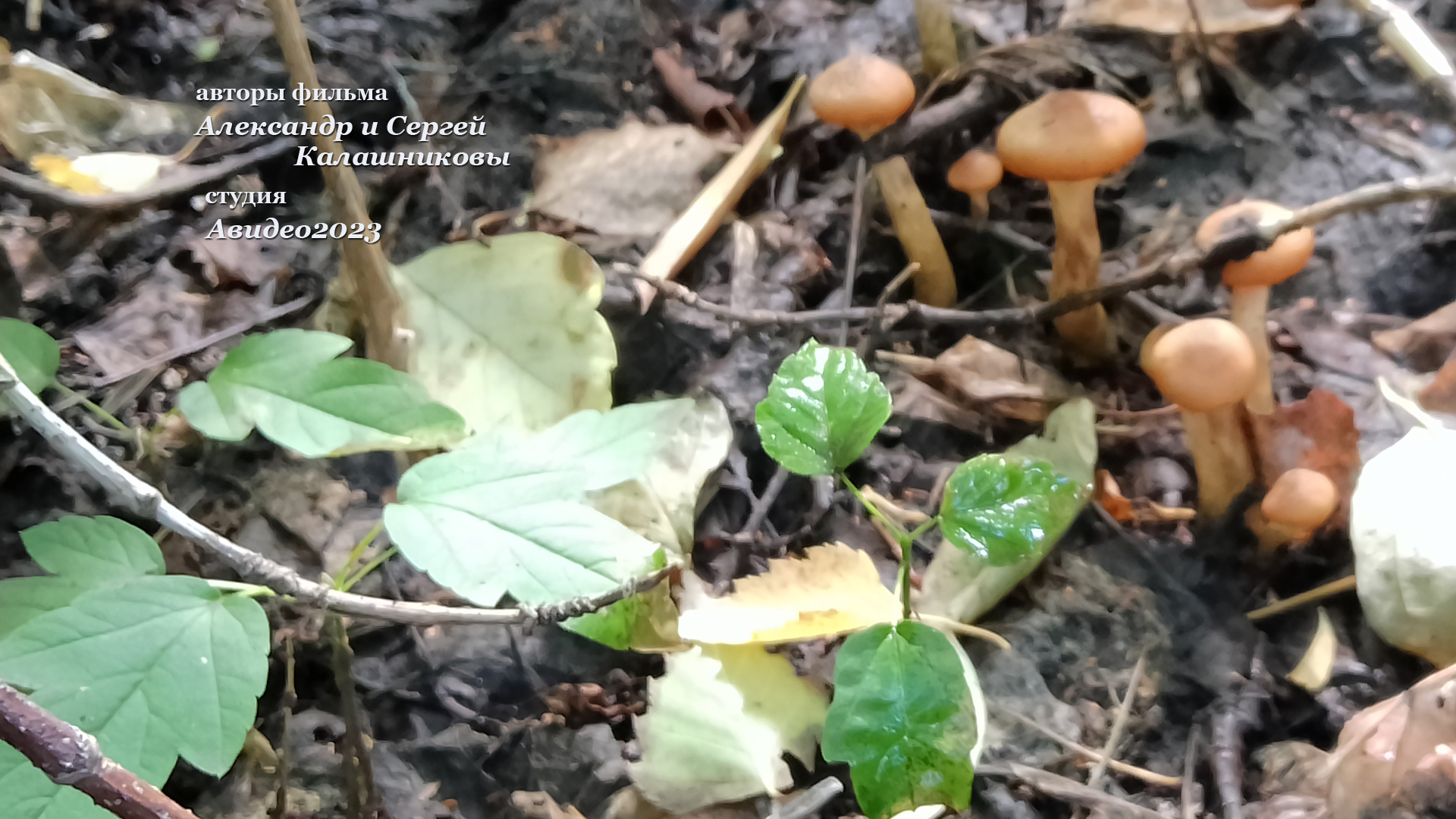 И снова опята...трудовые, или как не набрать ложных опят