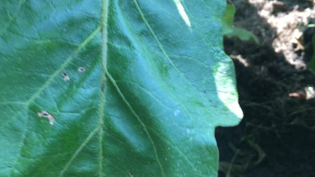 Огромный баклажан