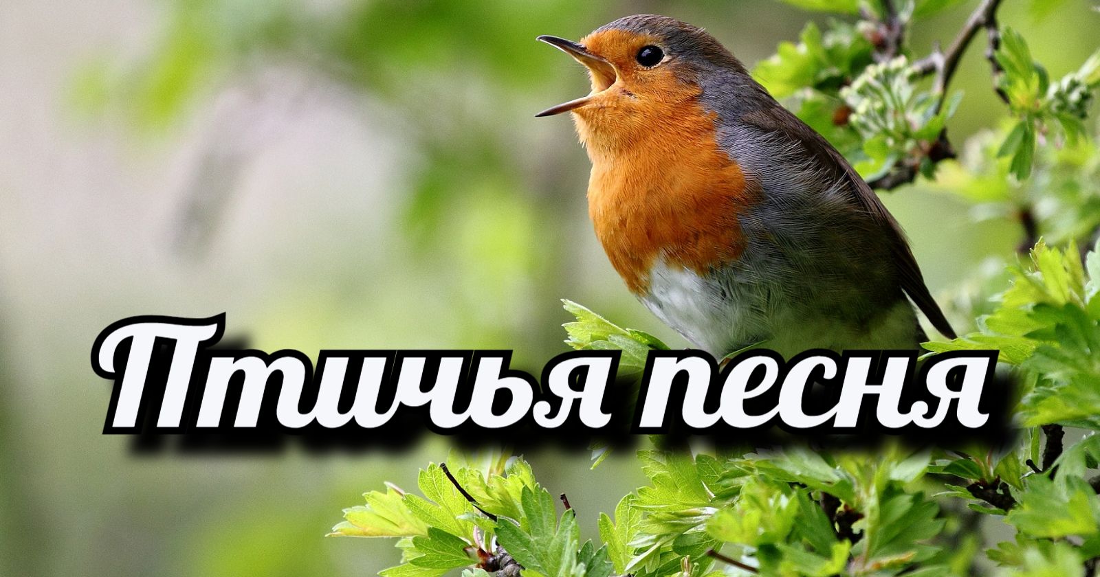 Птичья песня.mp4