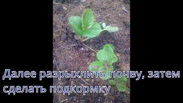 Что я делаю весной, чтобы получить хороший урожай КЛУБНИКИ