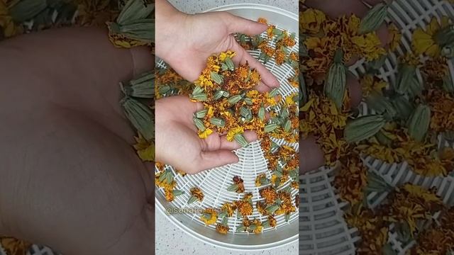 Имеретинский шафран??