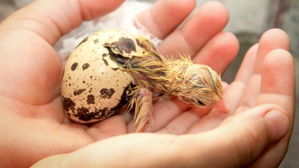 Вылуп перепелов 27.06.24