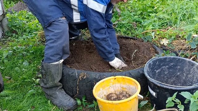 Как выращиваем картошку в покрышке -  картошка в колесе от КАМАЗа.