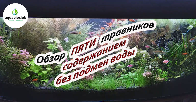 Обзор моих пяти растительных аквариумов.