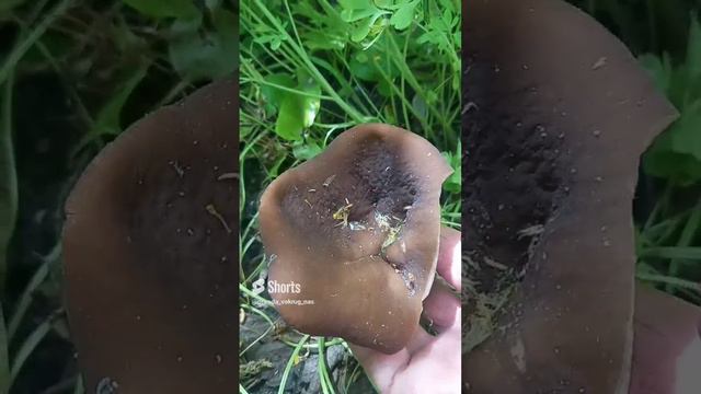 ❗Блюдцевик жилковатый (Дисцина жилковатая) - Disciotis venosa❗ #shorts #short #nature #shortsvideo