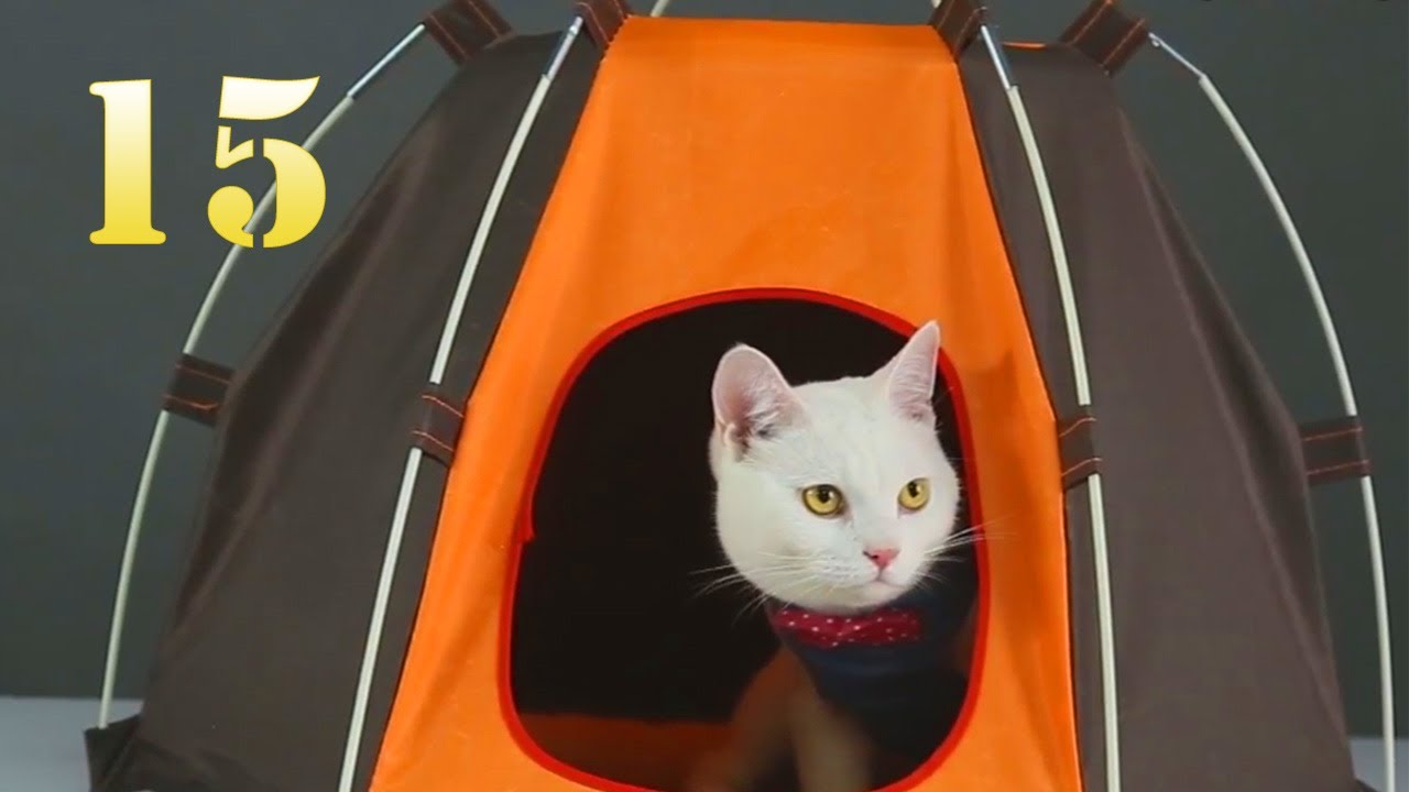 Полезные вещи для домашних питомцев с АлиЭкспресс