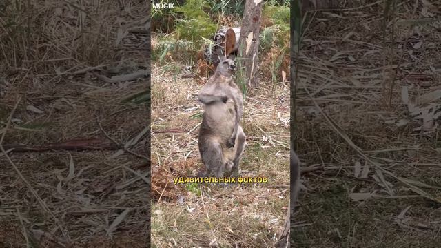 Крайне интересное животное. Знаете ли вы? Природа #42