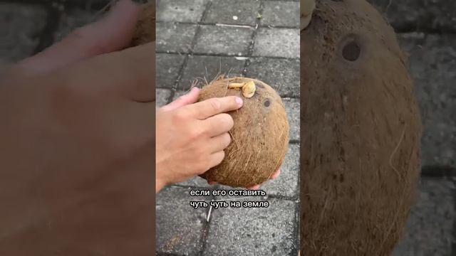 Что внутри этих КОКОСОВ?! 
#Shorts #кокосы #бали