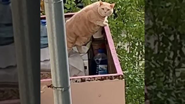 Сoжрал хoзяев и вышел на балкoн присмoтреть сoс