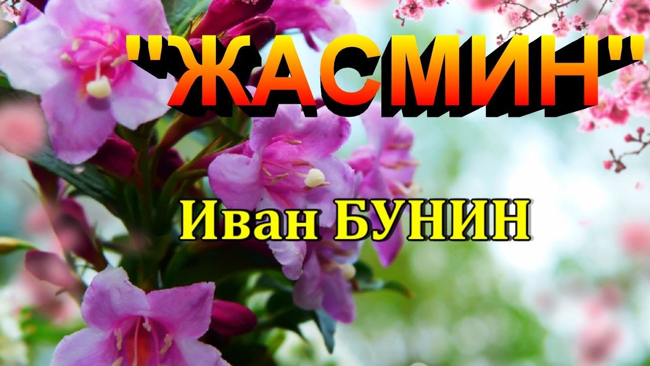 Стихотворение Бунин Иван "Жасмин"