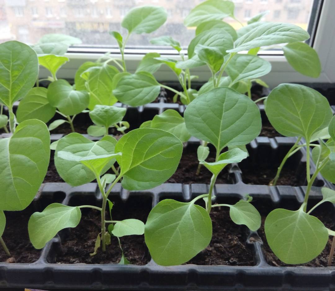 Правильная и своевременная первая подкормка рассады баклажан.Сезон 2022г