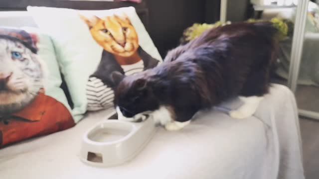 ОТКУДА котишка.. из ЛЕСА вестимо