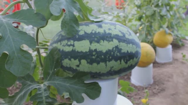 Арбузы и дыни в теплице (08.07.20.).